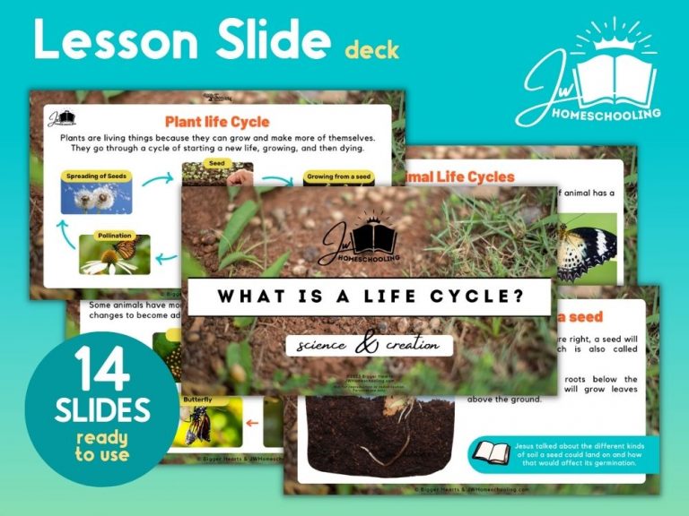 Life Cycles | Lesson Slide Deck - JW Printables
